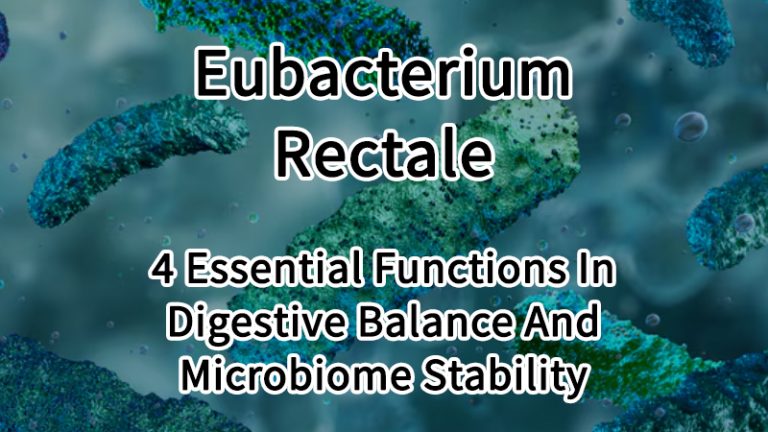 Eubacterium Rectale: 4 Essential Functions In Digestive Balance And ...